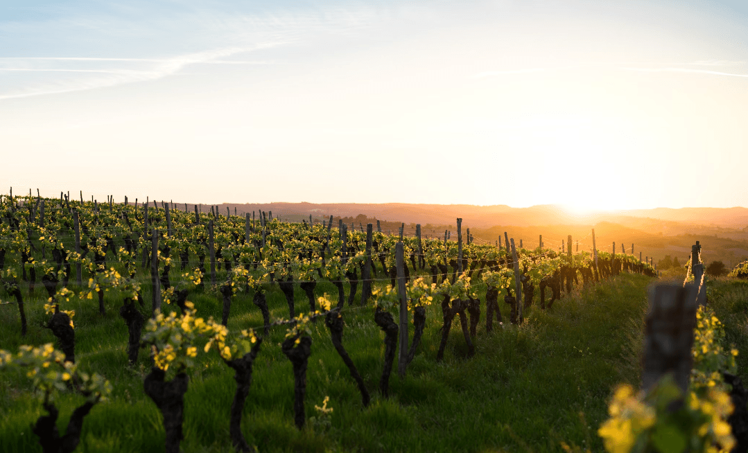 Lyon: A Hidden Gem of Wine Country